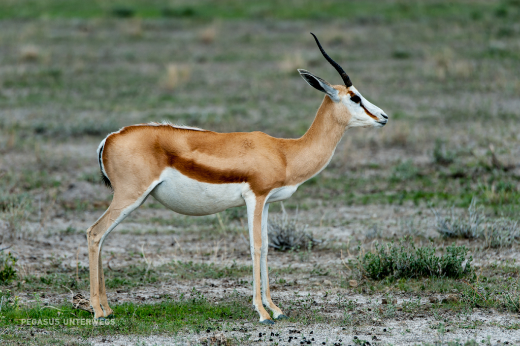 Springbock – Pegasus unterwegs