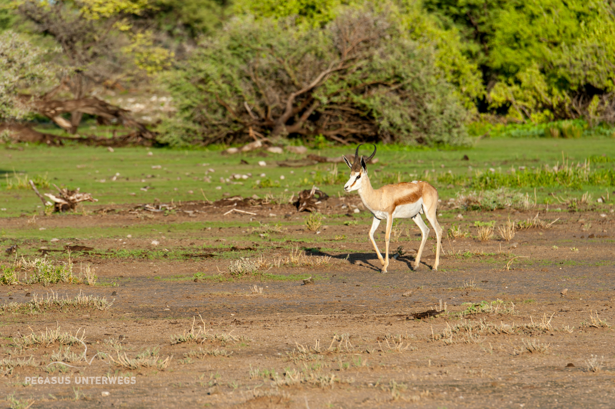 Springbock – Pegasus unterwegs